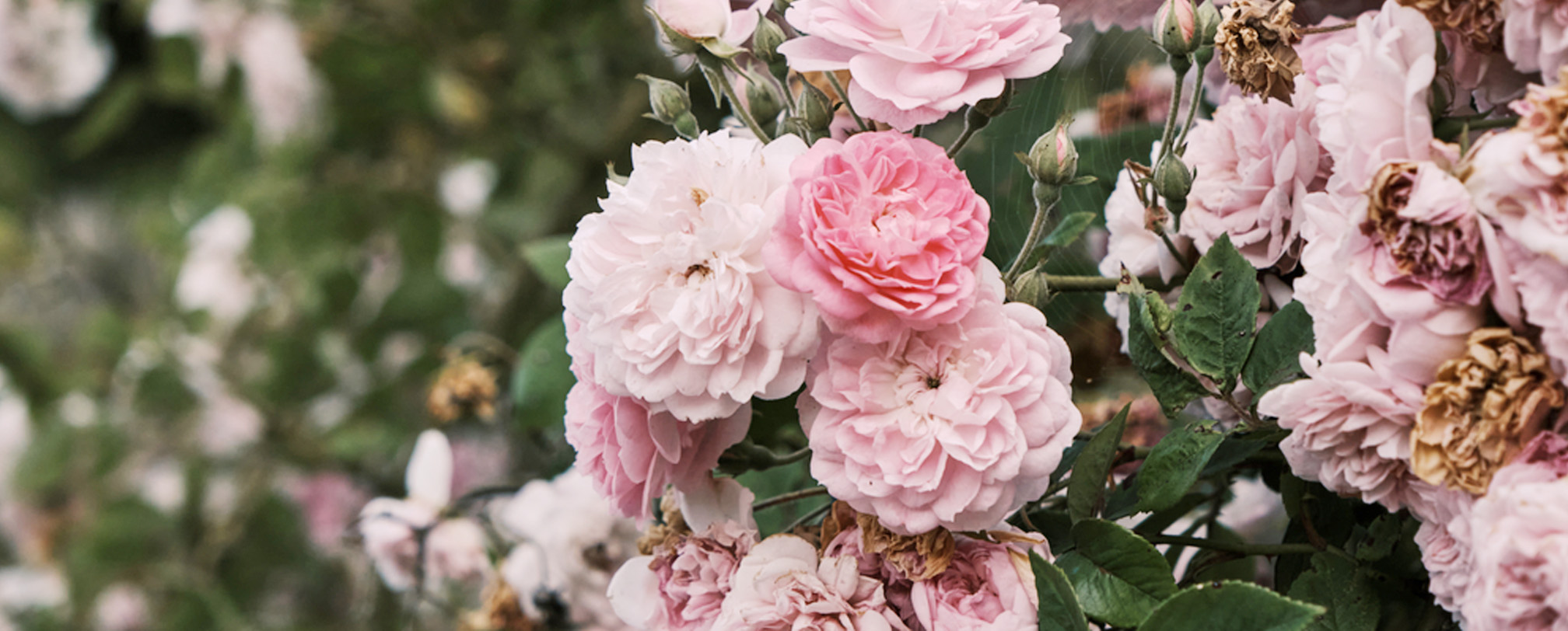 Seasonal Bouquets - Florista